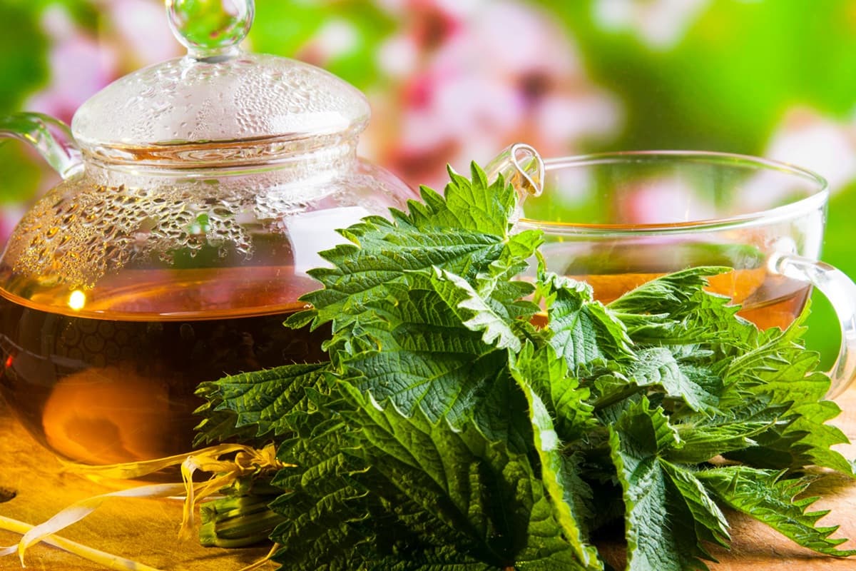 Kräuterführungen – Christina Riedel